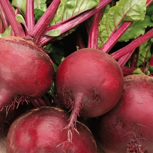 Ruby Queen Beets - Joe's Sandy Hill Vineyard & Produce